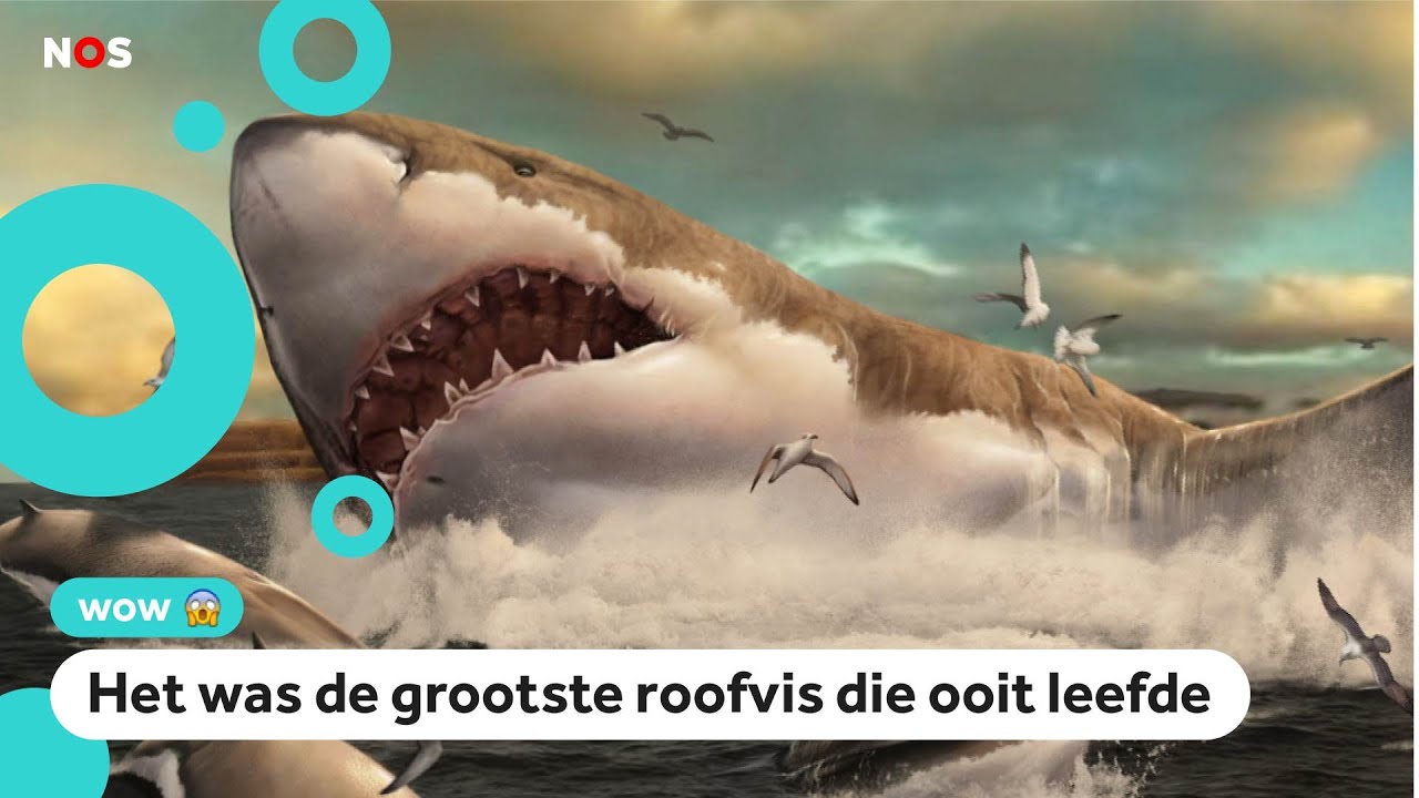 🥇 Megalodon: 7 fascinantes datos que no conocías sobre él